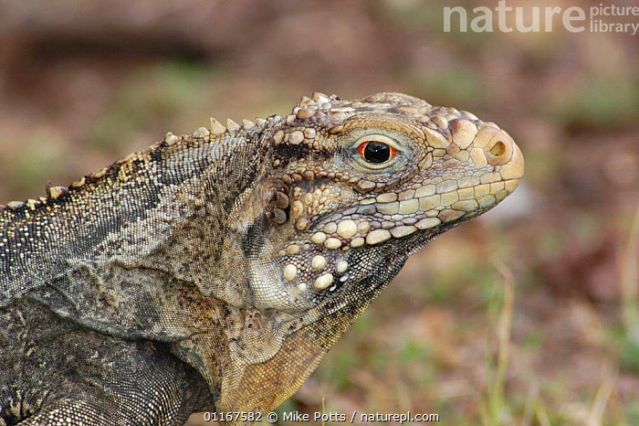 Stock photo of Cuban iguana {Cyclura nubila nubila} Cuba. Available for ...