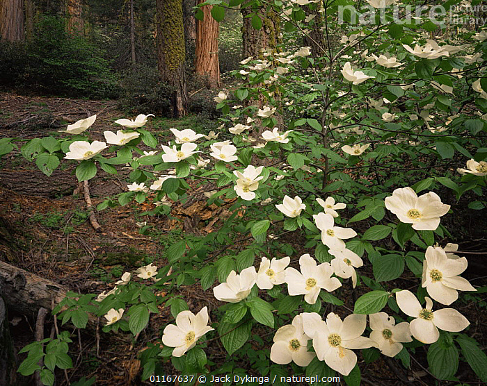 Stock photo of Pacific Dogwood (Cornus nuttallii) in flower with ...