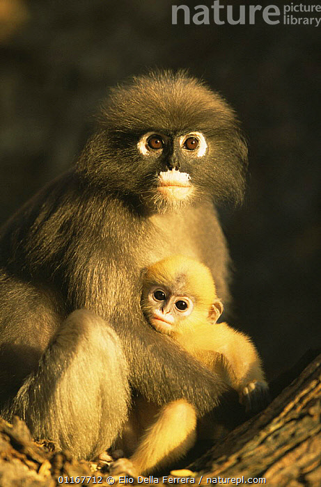 Stock photo of Portrait of female Dusky Leaf Monkey (Trachypithecus ...
