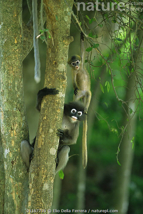 Stock photo of Female Dusky Leaf Monkey (Trachypithecus obscurus) with ...