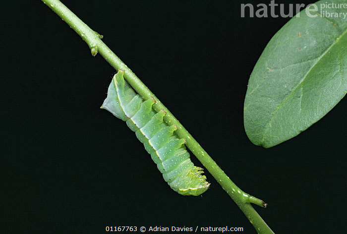 Stock photo of Caterpillar larva of Copper underwing moth {Amphipyra ...