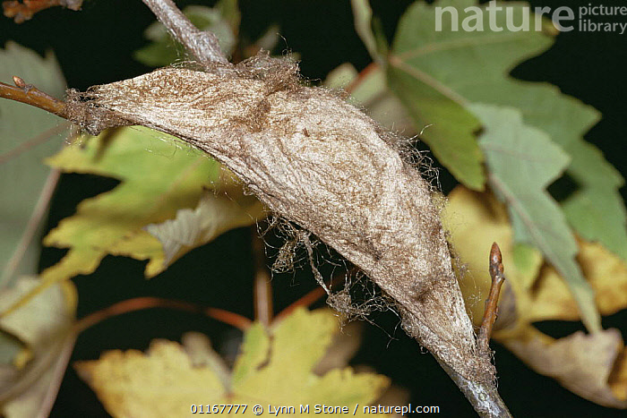Stock photo of Cocoon of Cecropia moth {Hyalophora cecropia} Illinois ...