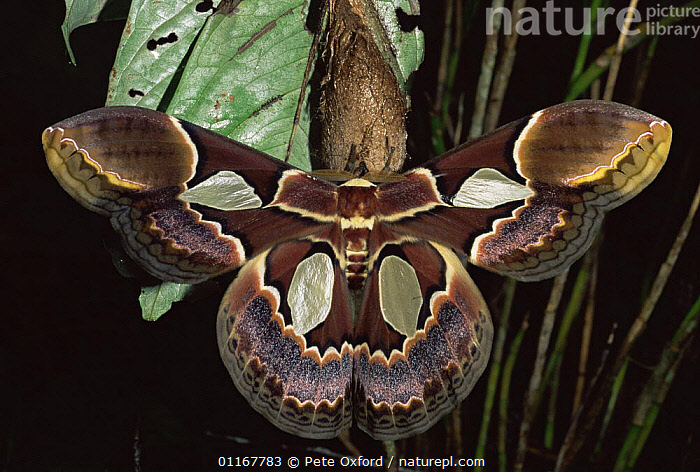 Stock photo of Saturnid Window winged moth {Rothschildia sp} Amazonia ...