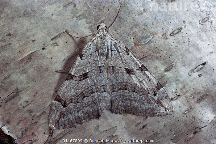 Stock photo of Treble bar moth {Aplocera plagiata} on silver birch bark ...