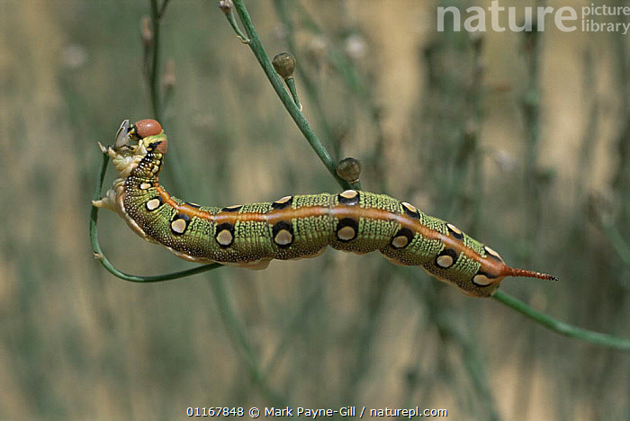 Stock photo of Caterpillar larva of Striped hawkmoth {Hyles / Celerio ...