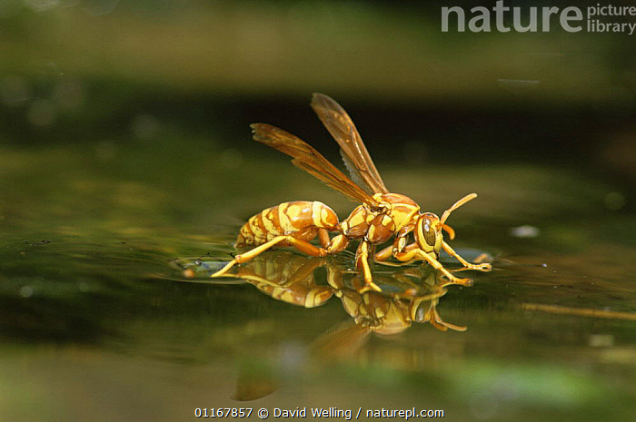 Stock photo of South Texas paper wasp {Polistes apachus} drinking ...