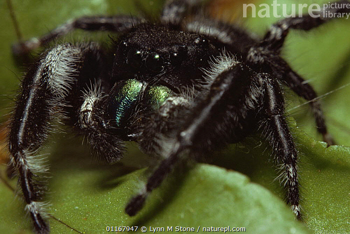 Stock photo of Jumping spider {Phidippus audax} Illinois, USA ...