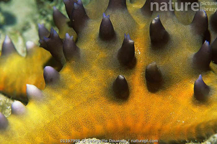 Stock photo of Horned sea star {Protoreaster nodosus} close up of skin ...