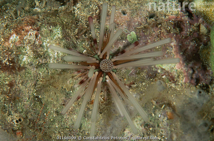 Stock photo of Sea urchin {Echinothrix calamaris} Sulawesi, Indonesia ...