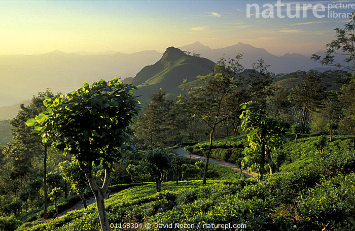 Stock photo of Tea plantation, nr Hunas Falls, Matale District, Hill ...
