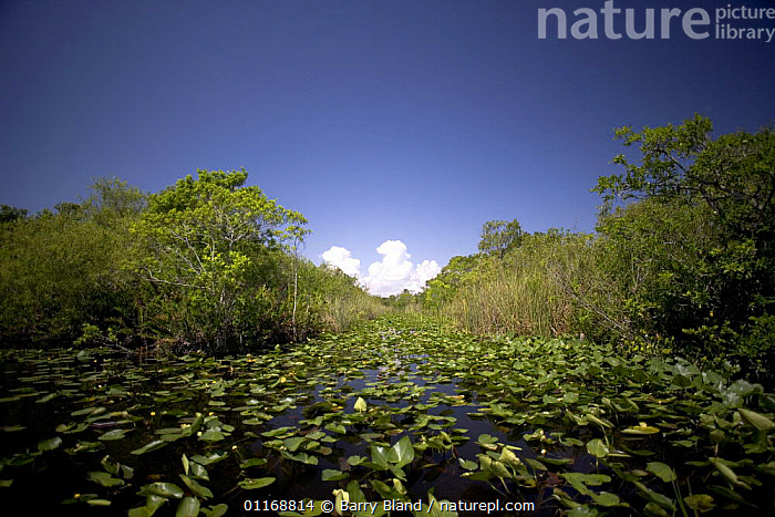 Stock photo of Wetland landscape, Everglades, Florida, USA. Available ...
