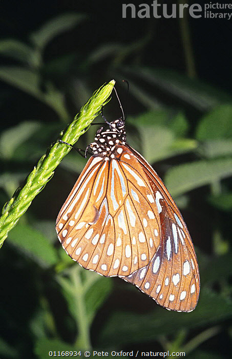 Stock photo of Chocolate tiger butterfly (Parantica melaneus) on grass ...