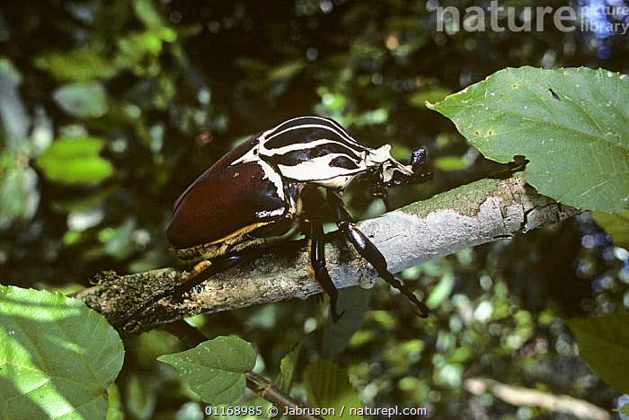 Stock photo of Goliath beetle (Goliathus sp) Ituri Rainforest ...