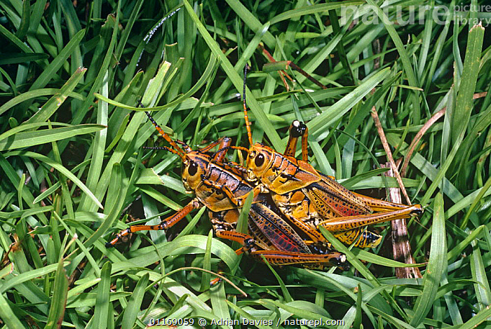 Stock photo of Eastern lubber grasshopper (Romalea microptera / guttata ...