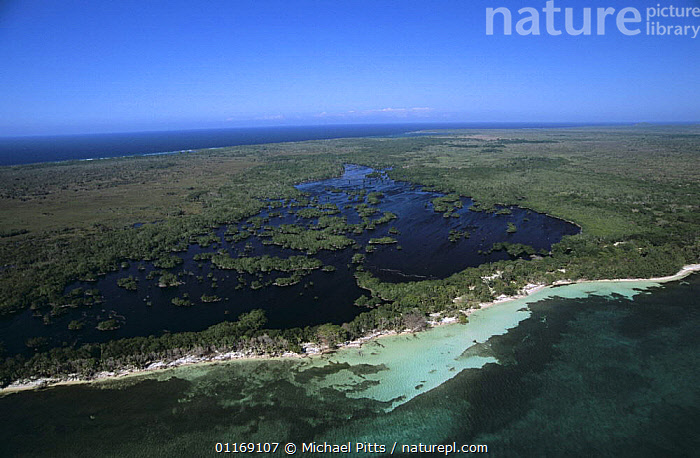 Stock photo of Aerial view of mangrove swamp, Isla de Utila, Bay ...