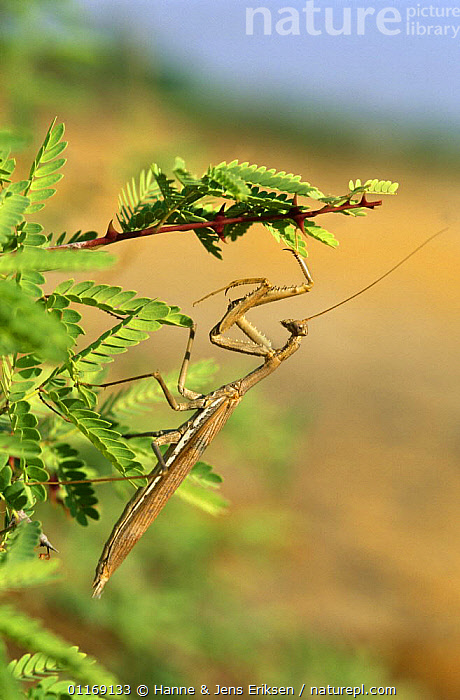 Stock photo of Fairy mantis (Oxyothespis nilotica) Oman. Available for ...