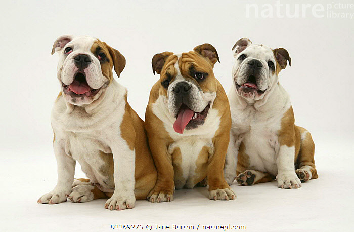 Stock photo of Three Bulldog pups sitting together.. Available for sale ...