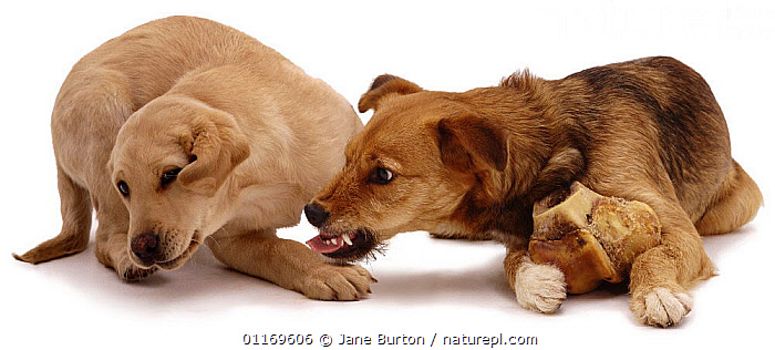 Stock photo of Twelve-week-old Yellow Labrador pup, crying away from ...