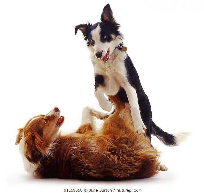 Stock photo of Two Border Collies fighting. Available for sale on www ...