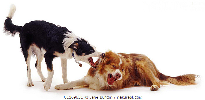 Stock photo of Two Border Collies fighting.. Available for sale on www ...