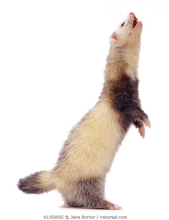 Stock photo of Domestic ferret standing upright on its hind legs ...