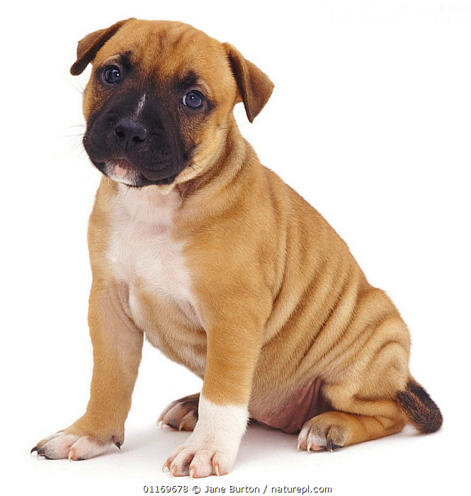 Stock photo of Red Staffordshire Bull Terrier puppy, 6 weeks old ...