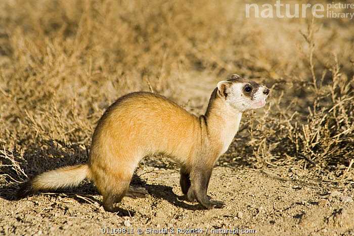 Stock photo of Black-footed ferrets {Mustela nigripes} being prepared ...