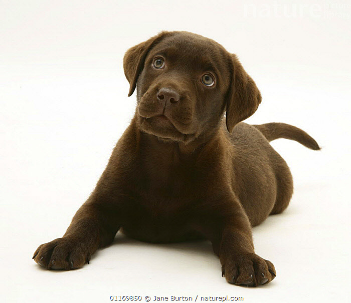 Stock photo of Chocolate Labrador Retriever pup lying on its stomach ...