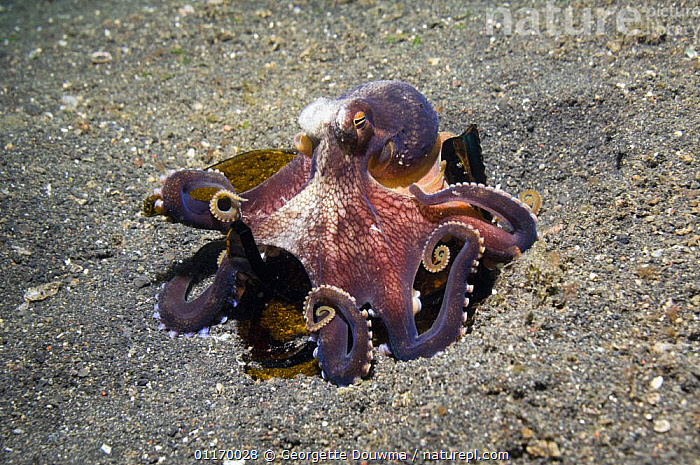 Stock photo of Veined octopus (Octopus marginatus) hiding in discarded ...