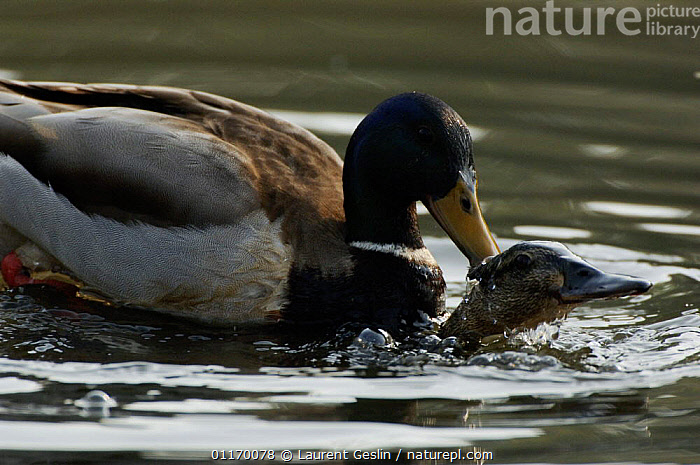 Stock photo of Mallards mating {Anas platyrhynchos} UK. Available for ...