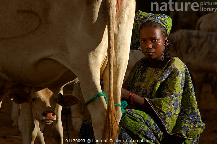 Stock photo of Fulani woman milking cow, North Senegal, West Africa ...