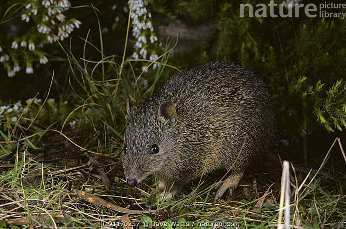 Stock photo of Southern brown bandicoot {Isoodon obesulus} Tasmania ...