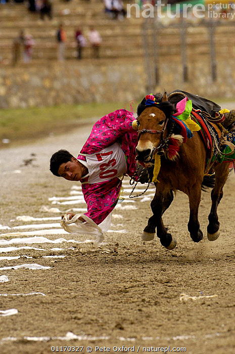 Stock photo of Horse and rider competing in Grabbing scarves event at ...