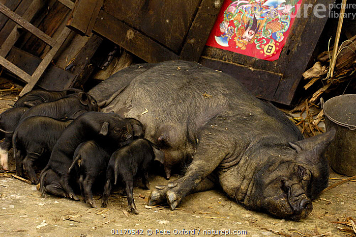 Stock photo of Domestic pig with piglets in Hani village, Yuanyang ...