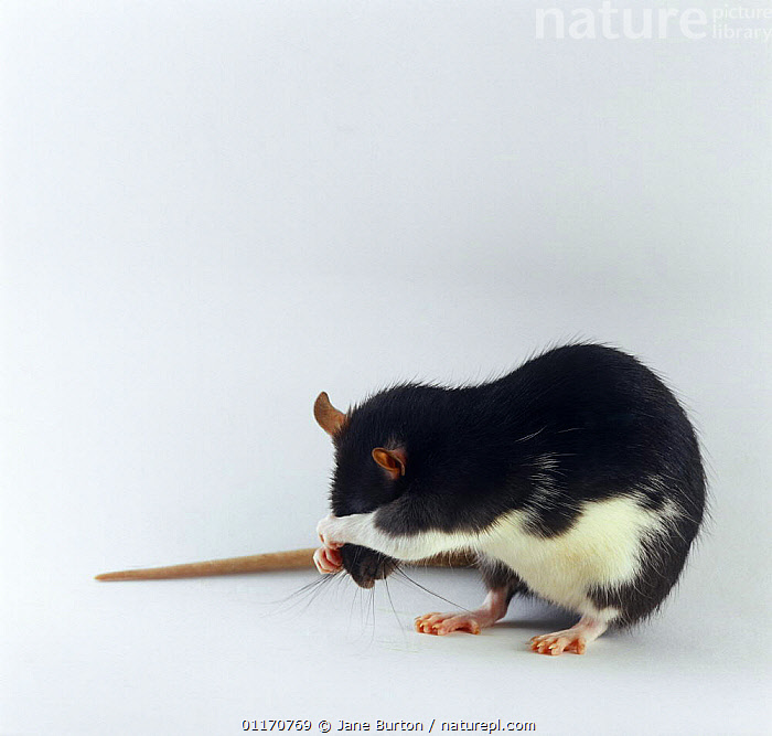 Stock photo of White bellied clack Rat {Rattus sp} washing her face ...