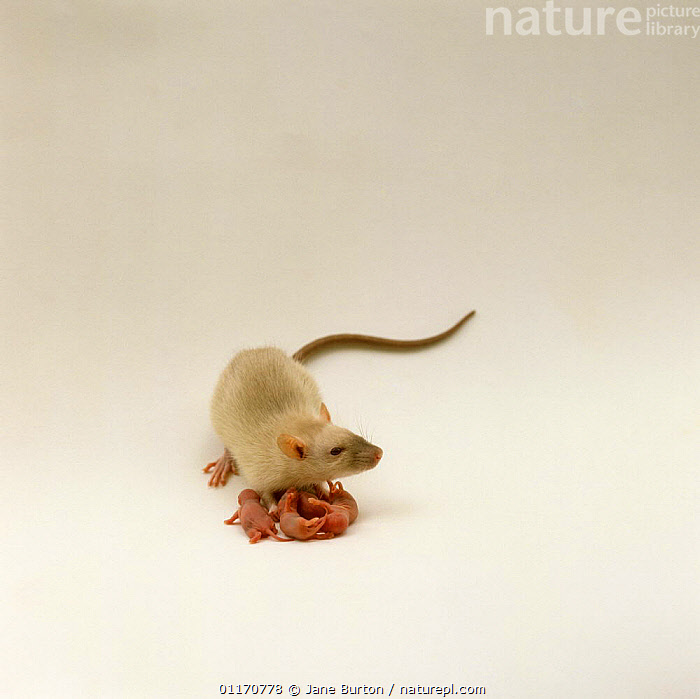Stock photo of Himalayan Rat {Rattus sp} with her newborn babies ...