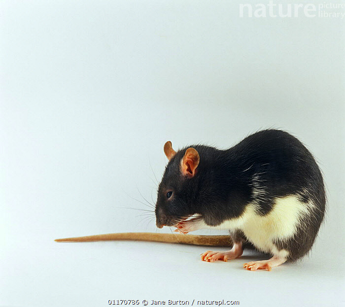 Stock photo of White bellied black Rat {Rattus sp} grooming her ...