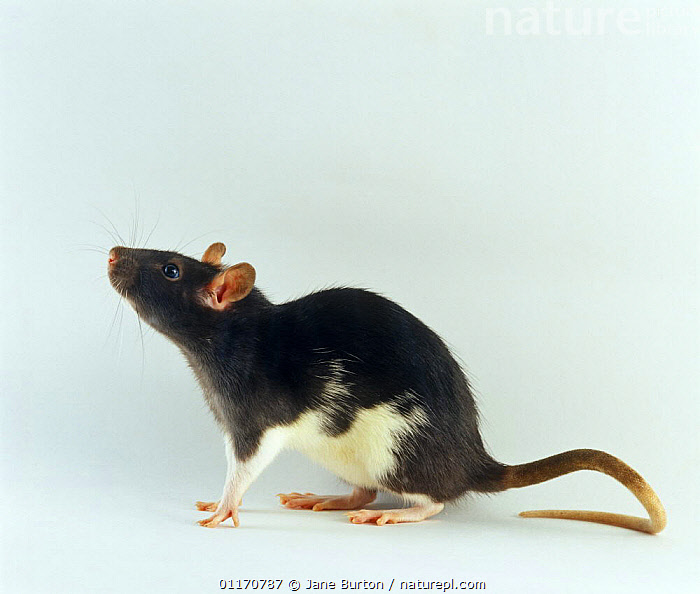 Stock photo of White bellied black Rat {Rattus sp} sniffing the air ...