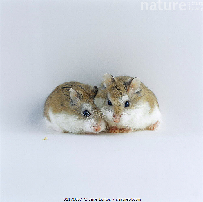 Stock photo of Pair of Dwarf or Robowski Hamsters {Phodopus roborovskii ...