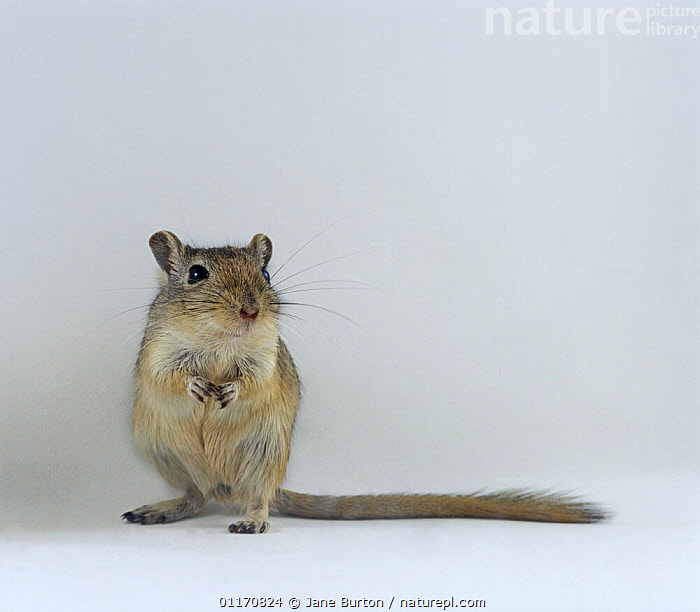 Stock photo of Agouti Mongolian Gerbil {Meriones unguiculatis} sitting ...