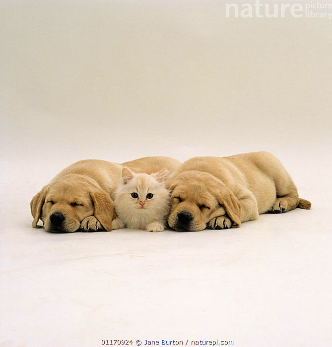 Stock photo of Fluffy cream kitten lying between two sleeping Yellow ...
