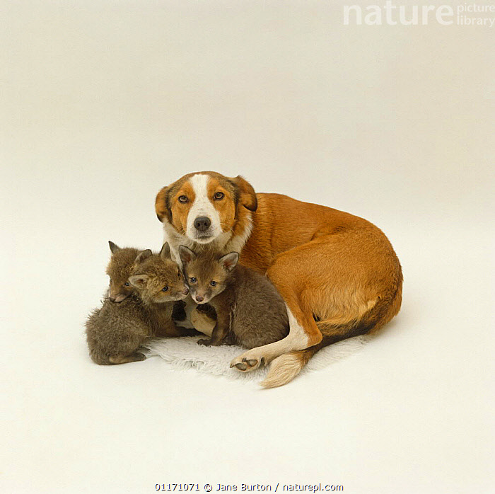 Stock photo of Sable Border Collie bitch fostering three orphan fox ...