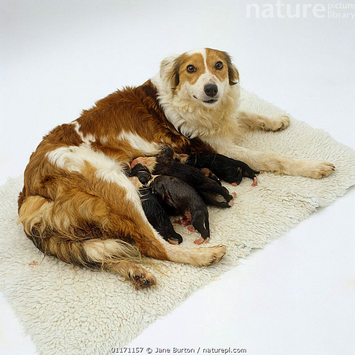 Stock photo of Sable Border Collie suckling her six new born pups ...
