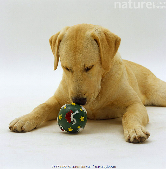 Stock photo of Labrador x Golden Retriever sniffing squeaky Christmas ...