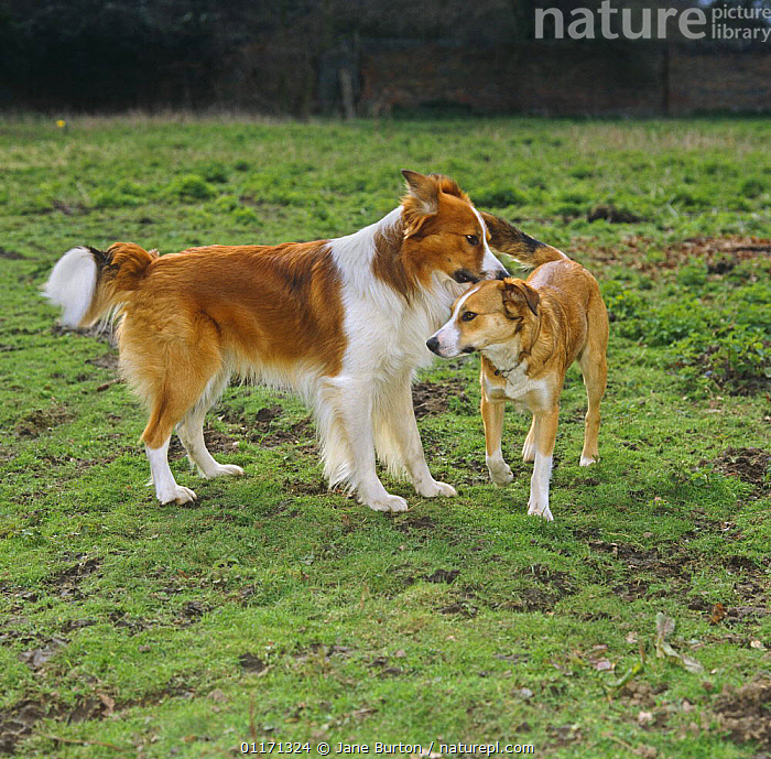 Stock photo of Border Collies, pre-mating behaviour, male smelling ...