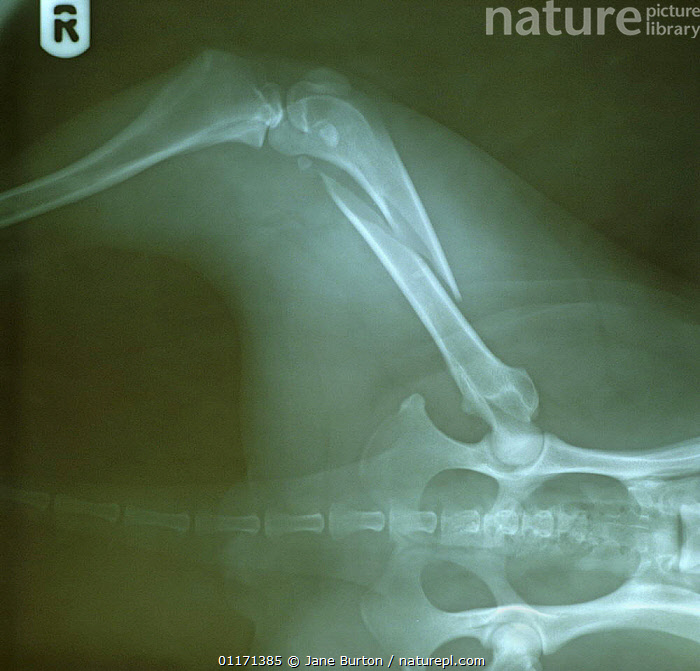 Stock photo of X-ray photograph showing fractured femur of Border ...