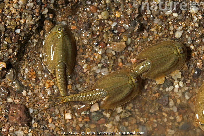 Stock photo of Tadpole shrimp {Triops sp} in temporary desert pool, USA ...