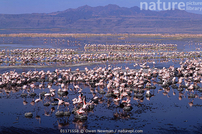 Stock photo of Nesting colony of Lesser Flamingo {Phoeniconaias minor ...