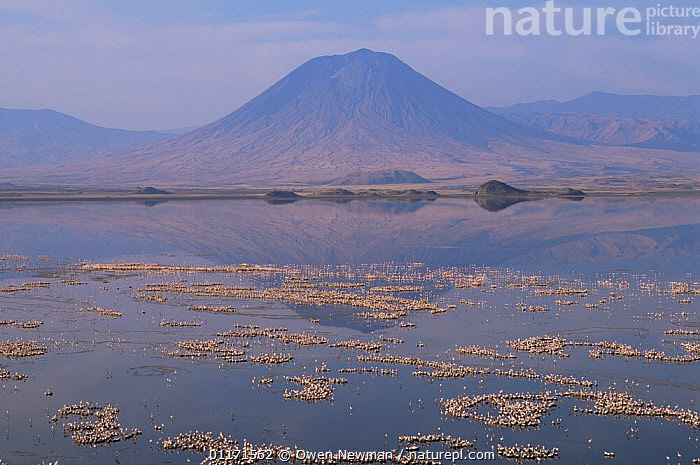 Stock photo of Nesting colony of Lesser Flamingo {Phoeniconaias minor ...
