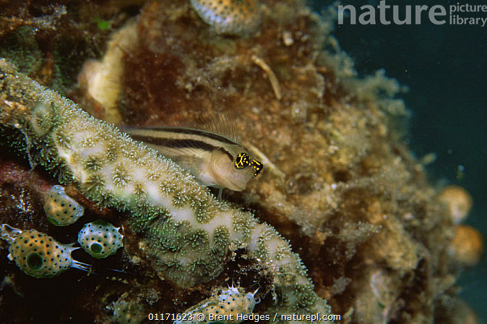 Stock photo of Bath's combtooth blenny {Ecsenius bathi} Milne Bay ...